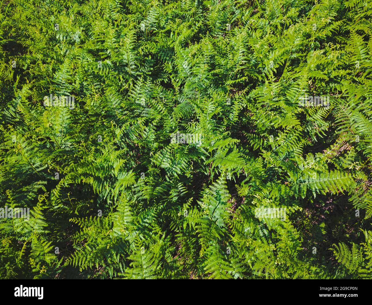 Green leaves of fern fronds. Background of wild green fern blooming in ...