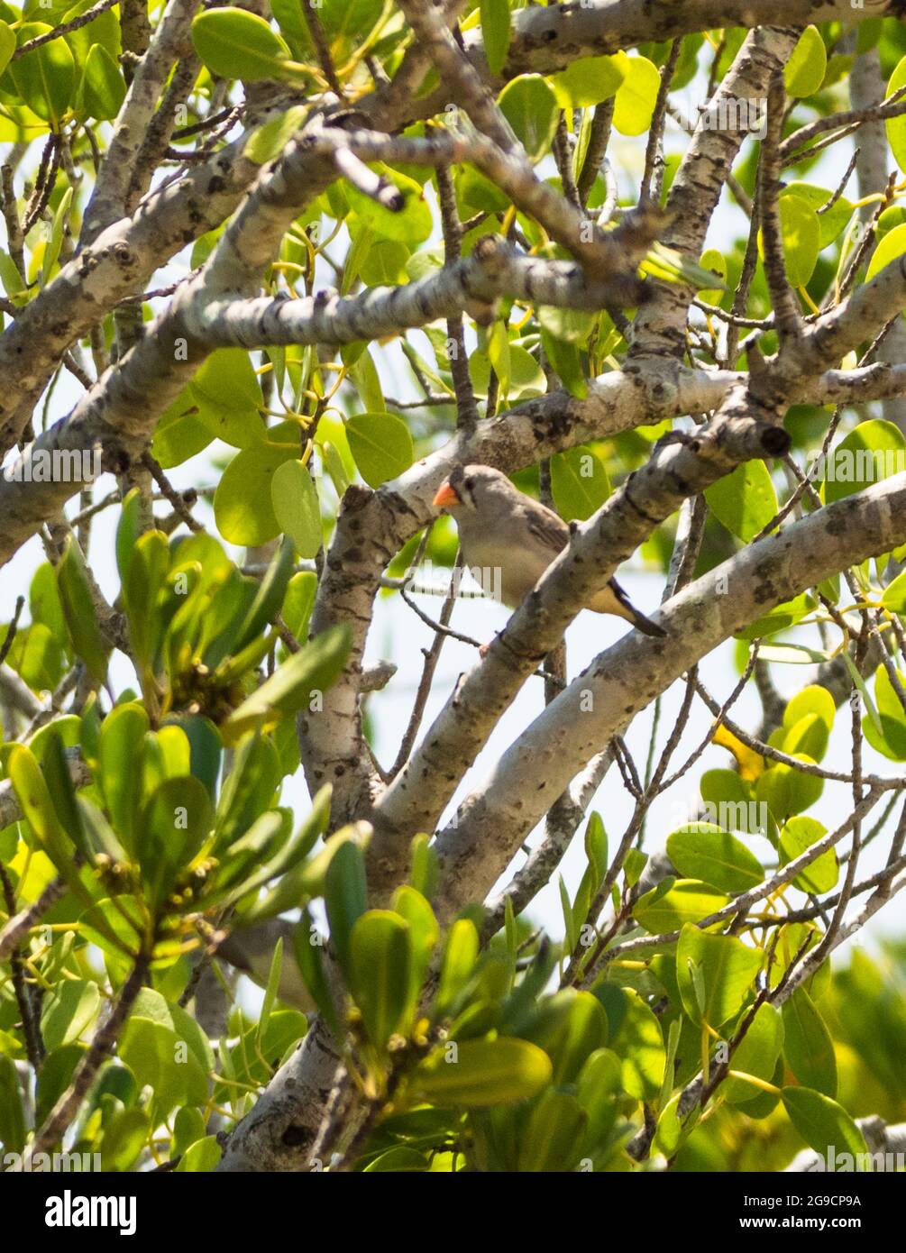 Zebra finch (Taeniopygia guttata), Willie Creek, Dampier Peninsula ...