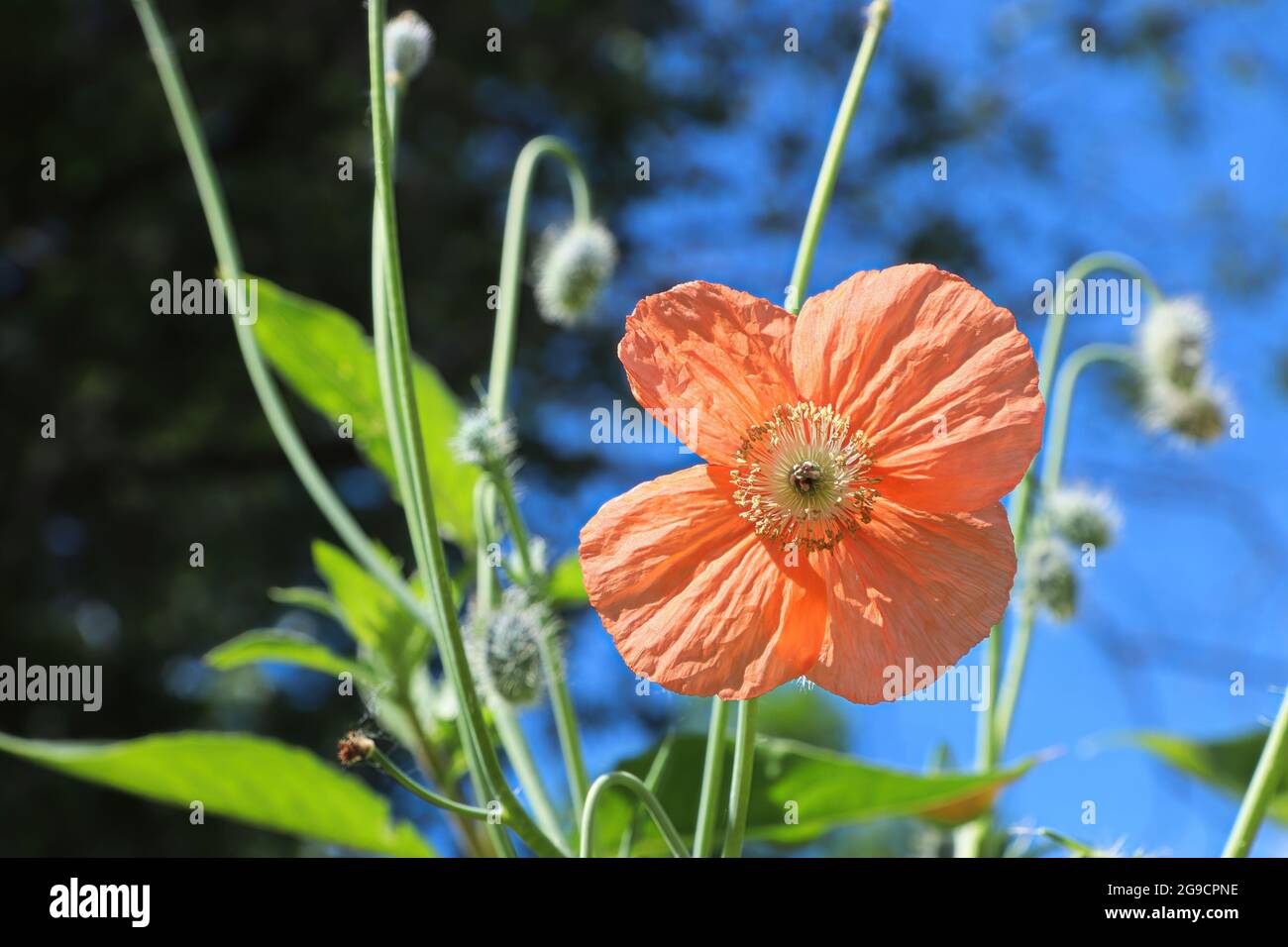 Peach poppy hi-res stock photography and images - Alamy
