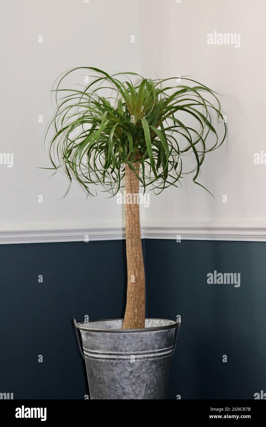 Pony tail fern in silver metal bucket in domestic indoor setting Stock ...