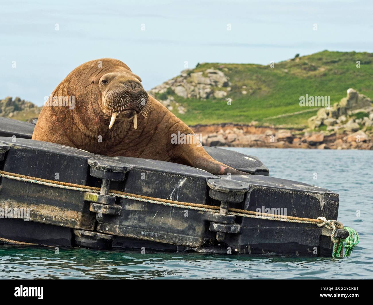Wally walrus hi-res stock photography and images - Alamy