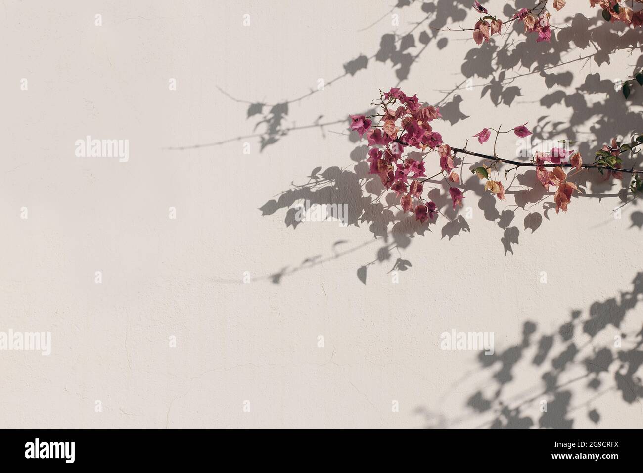 Decorative floral background. Blooming pink Bouganvillea glabra ...