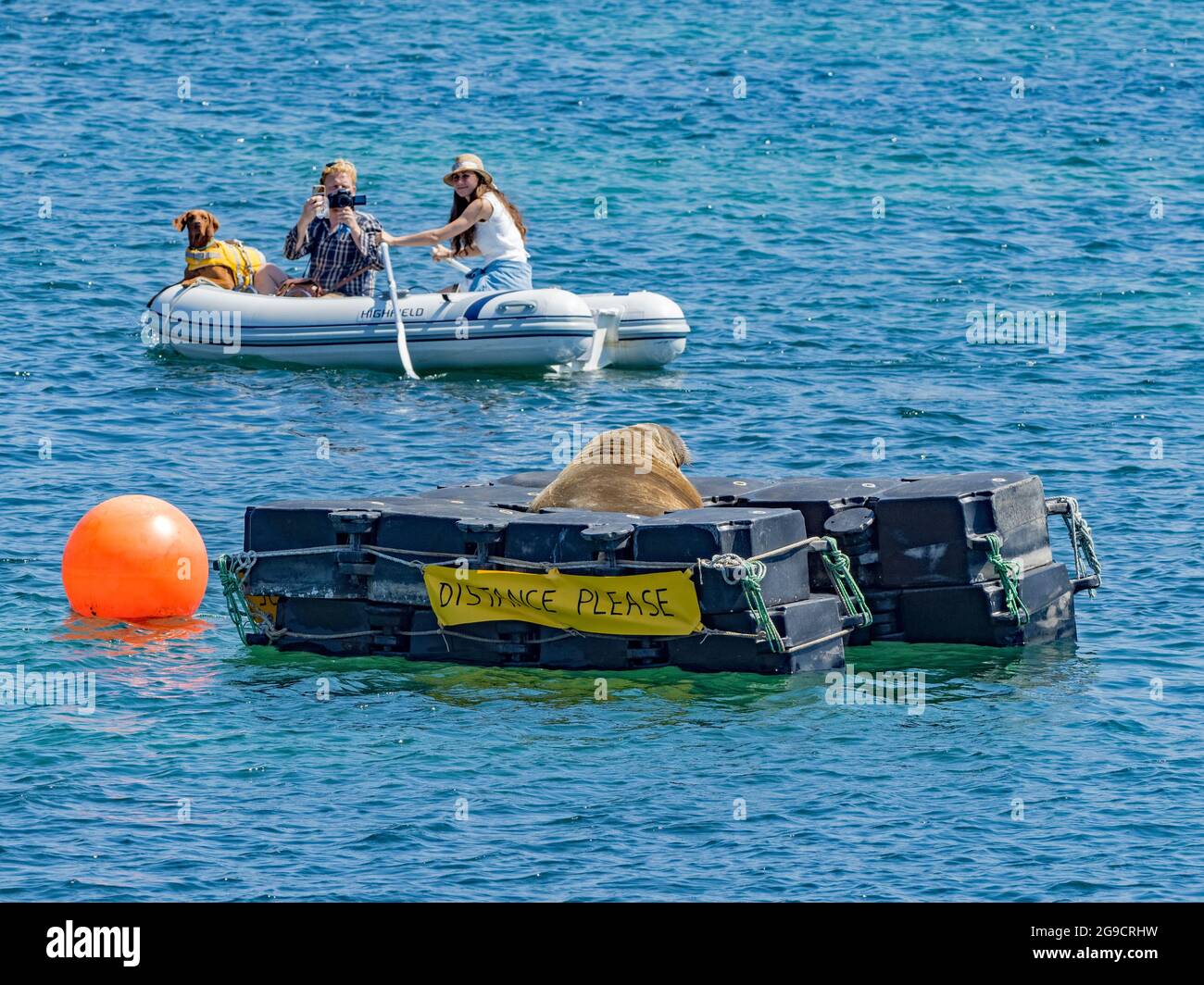 Walrus on scilly hi-res stock photography and images - Alamy