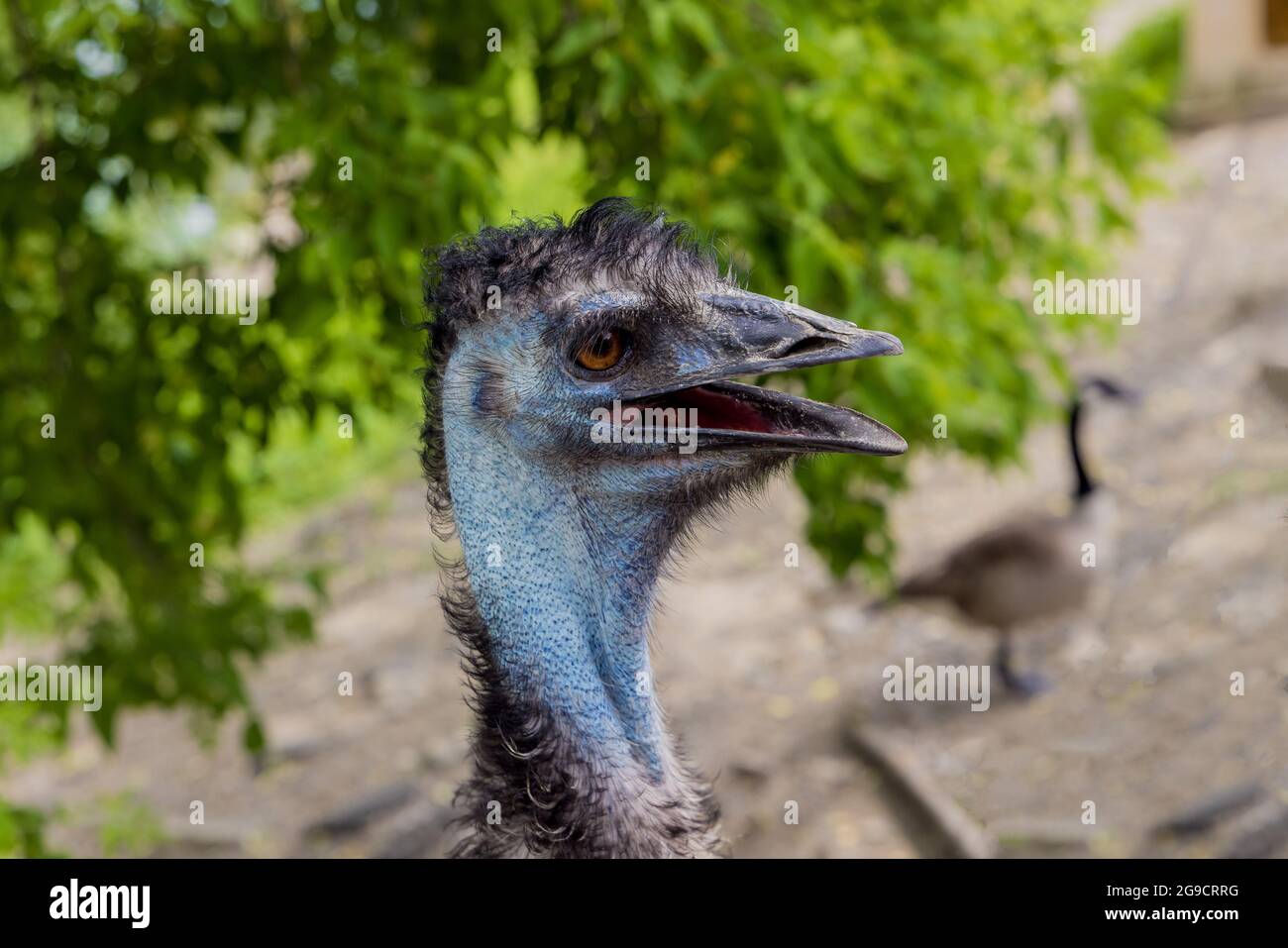 Australian blue emu with open mouth on nature background Stock Photo ...
