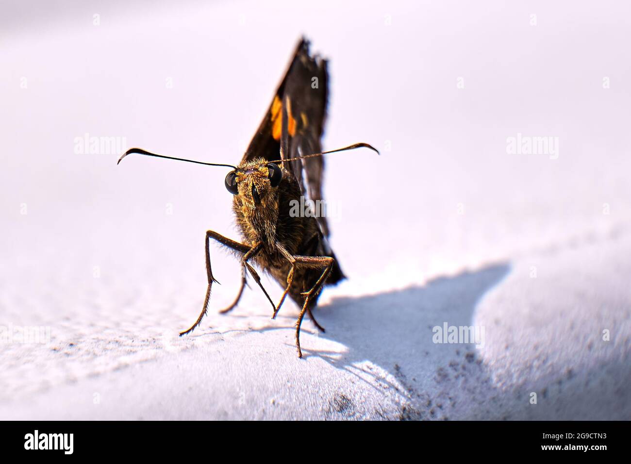 Silver-spotted butterfly looks into the camera Stock Photo - Alamy