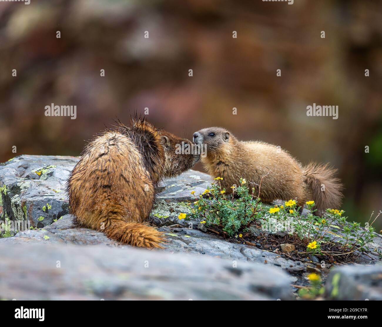 Female Yellow bellied marmot tends to her young pup on rock edge in the ...