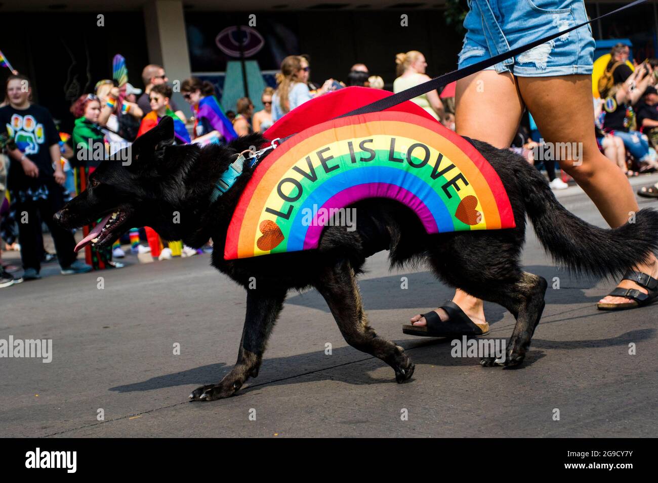 A dog wearing a rainbow placard, during the pride parade through the ...