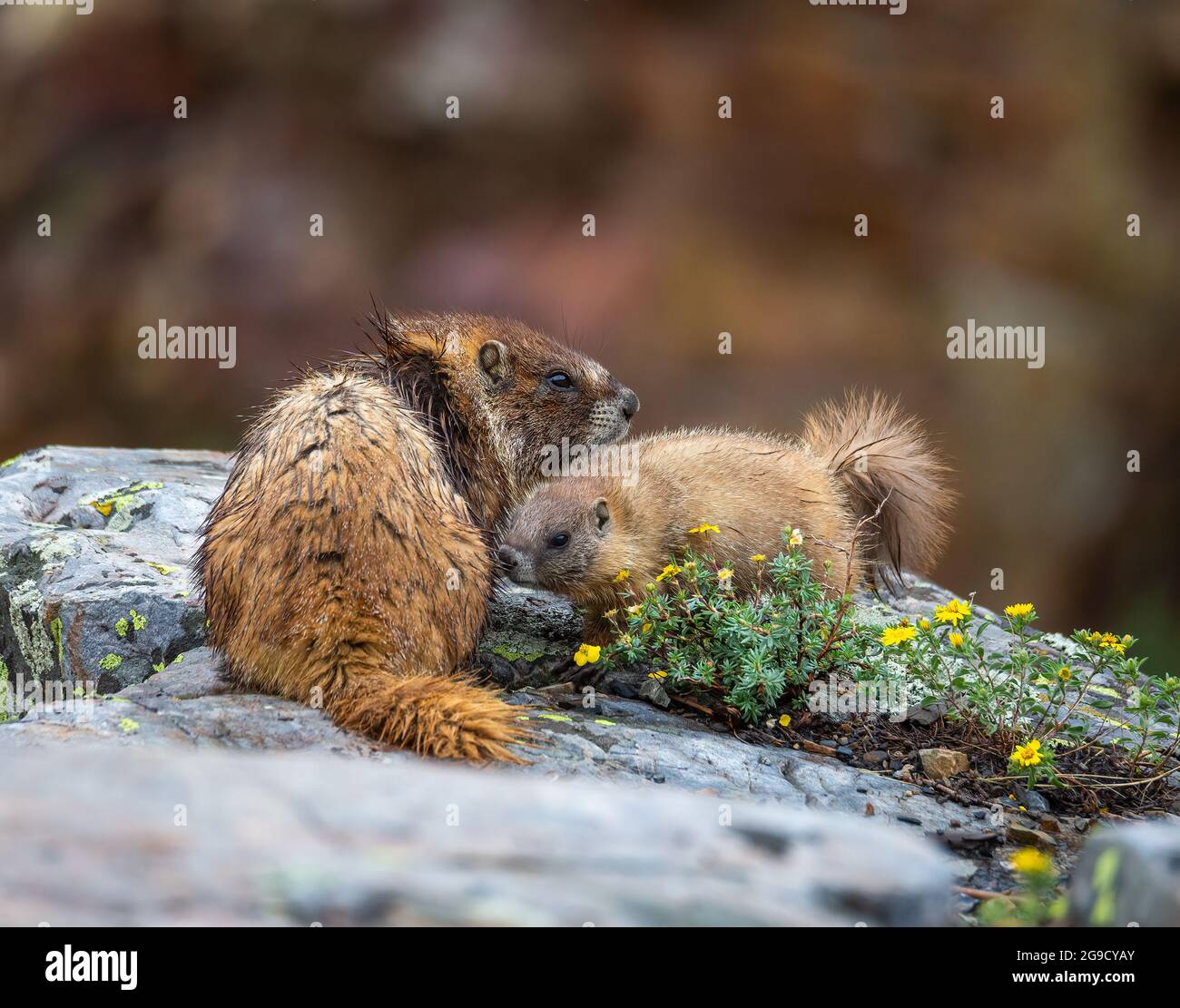 Female Yellow bellied marmot tends to her young pup on rock edge in the ...