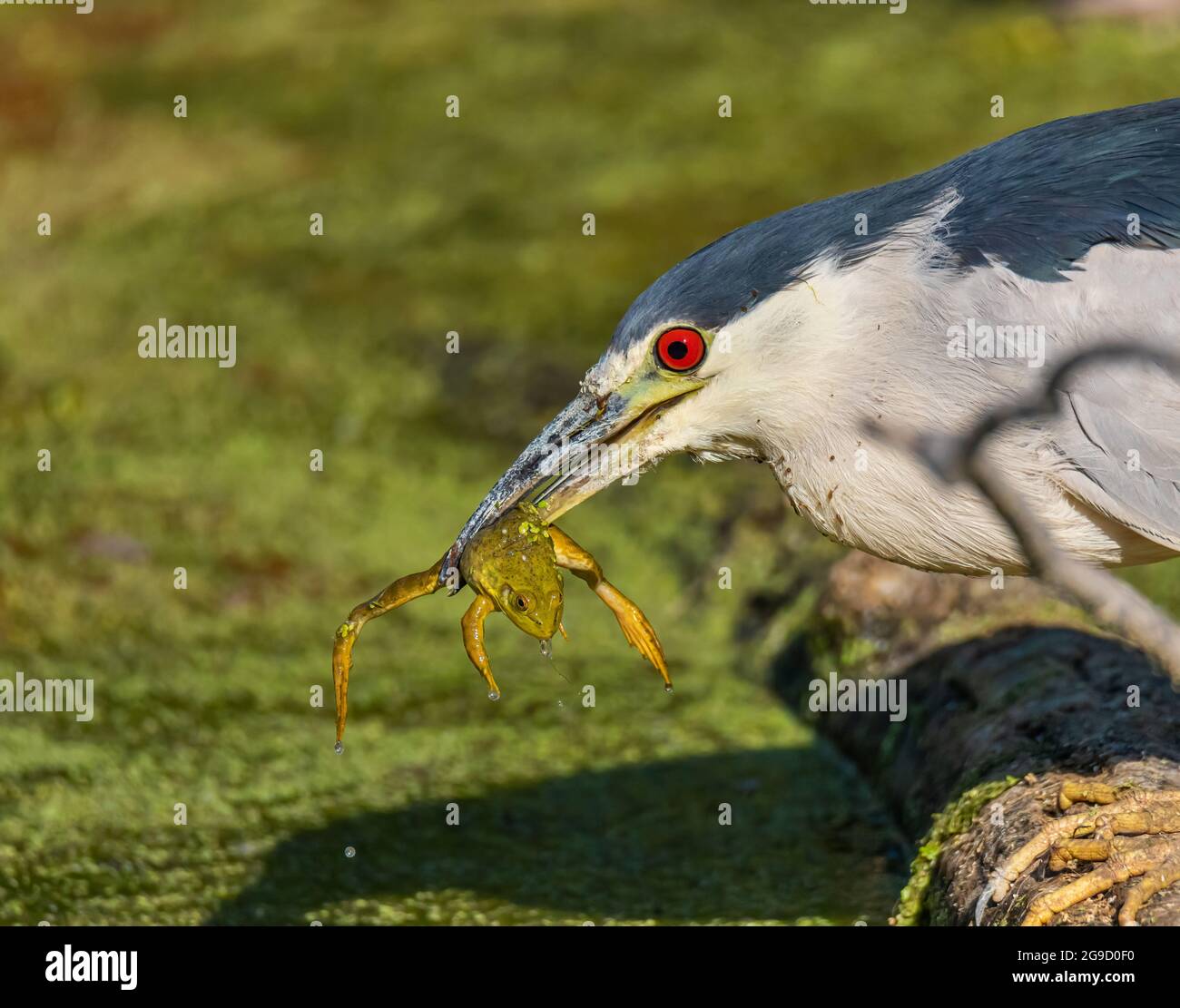 Black crowned night feeding on frog while hunting for food Stock Photo ...