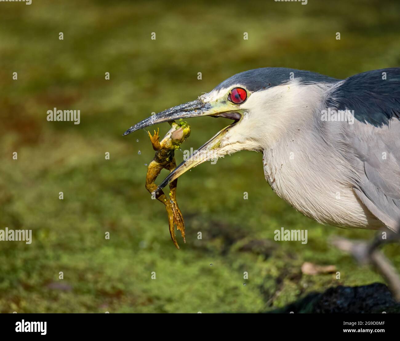 Night feeding hi-res stock photography and images - Alamy