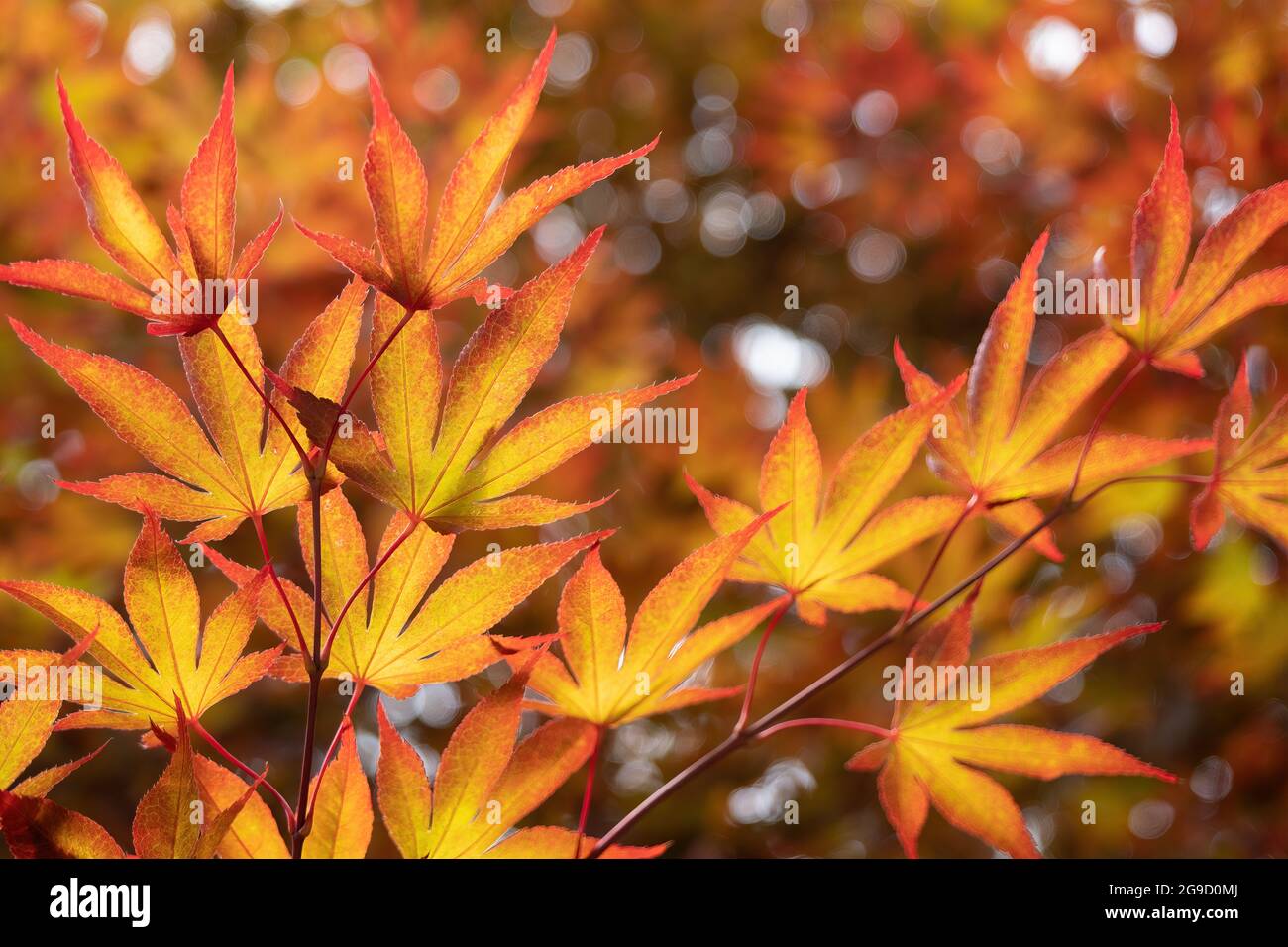 Fiery red maple leaves hi-res stock photography and images - Alamy