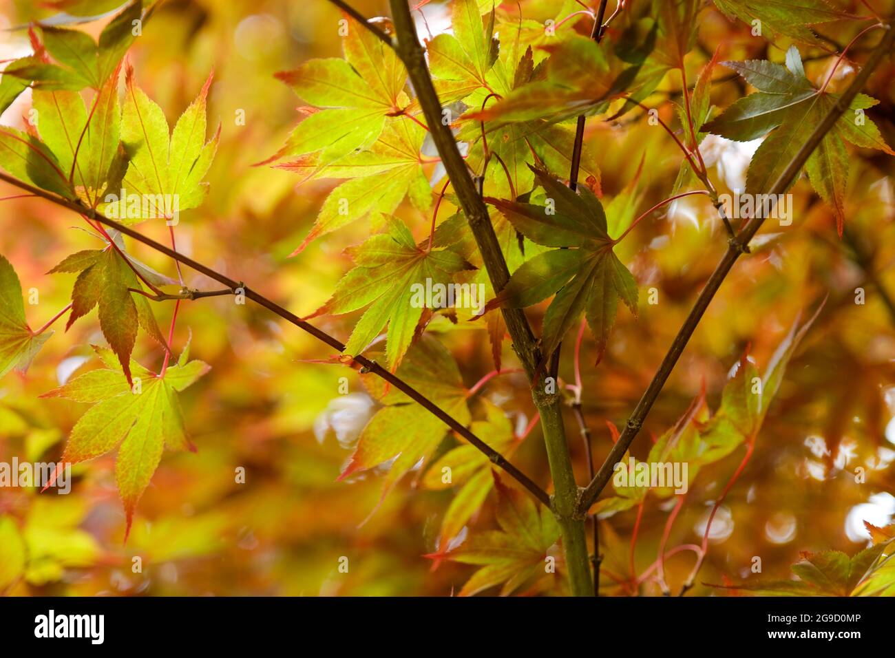 Fiery red and yellow leaves hi-res stock photography and images - Alamy