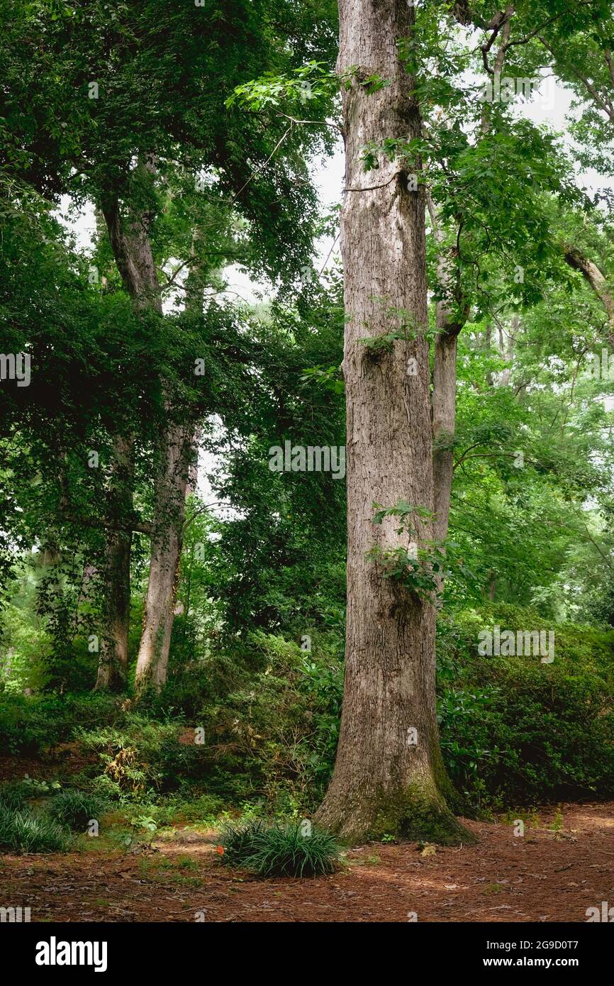 Woodland scene tall tree hi-res stock photography and images - Alamy