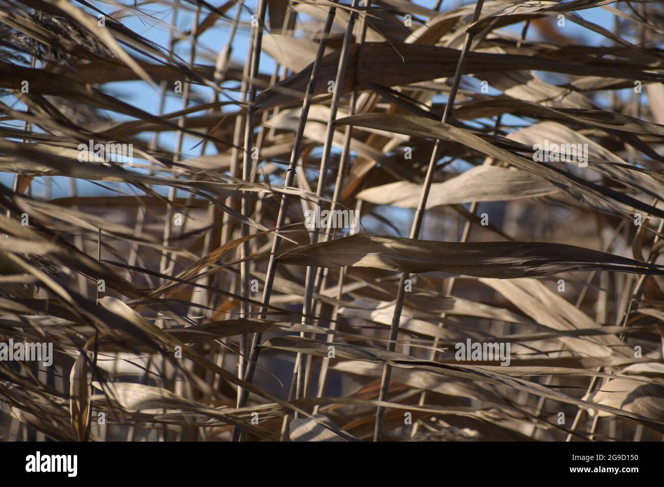 Dry reed plants blowing in the wind, used for thatched roofs, abstract ...