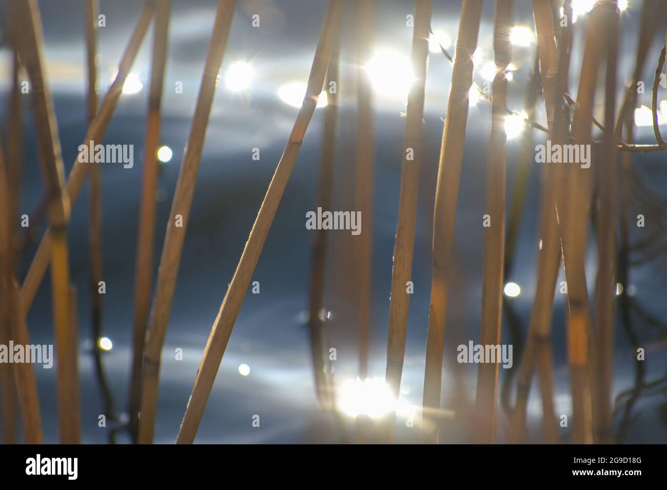 Golden reed stalks in blue sea water are moving in the wind, abstract ...