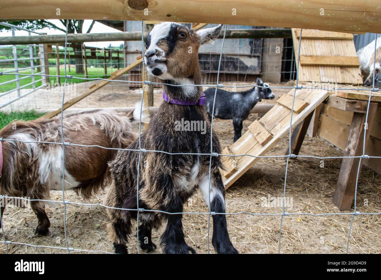 Closeup of a small goat on a farm in Devon, England Stock Photo - Alamy