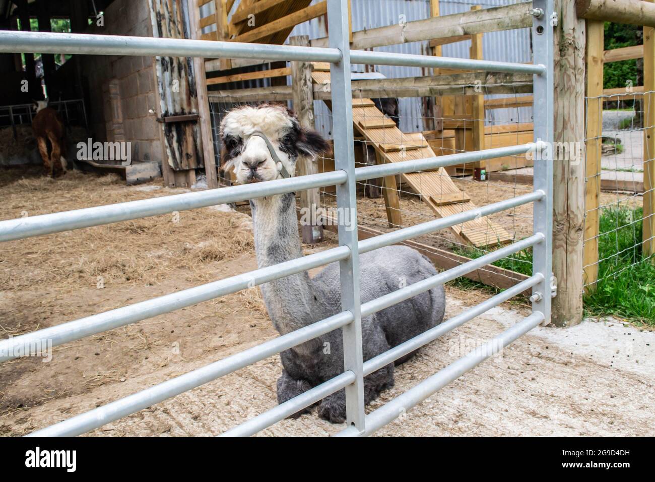 Alpaca behind a gate in a stable in the countryside in Devon Stock ...