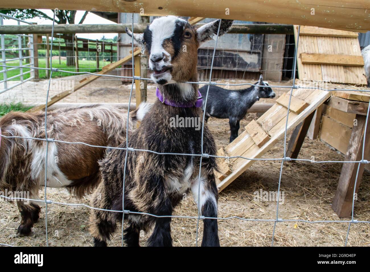 Goats behind a fence hi-res stock photography and images - Alamy