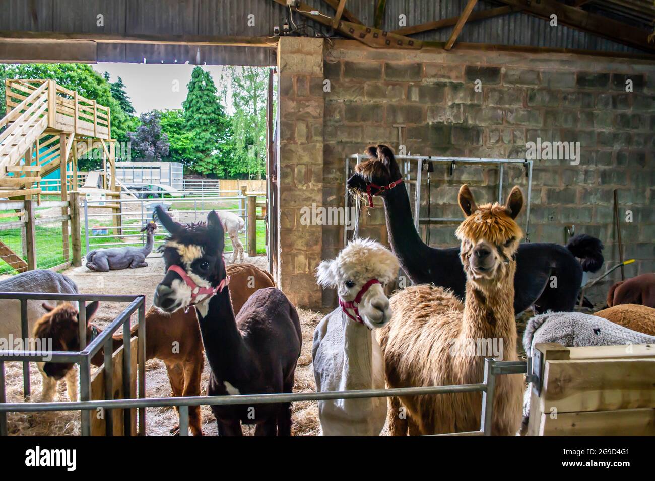 A group of alpacas in a stable in the countryside in Devon Stock Photo ...