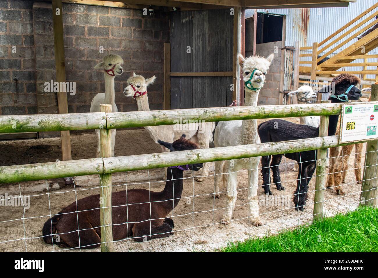 A group of alpacas in a stable in the countryside in Devon Stock Photo ...