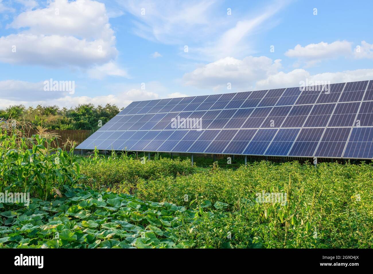 Solar panels on a solar farm under a blue sky in a backyard vegetable ...