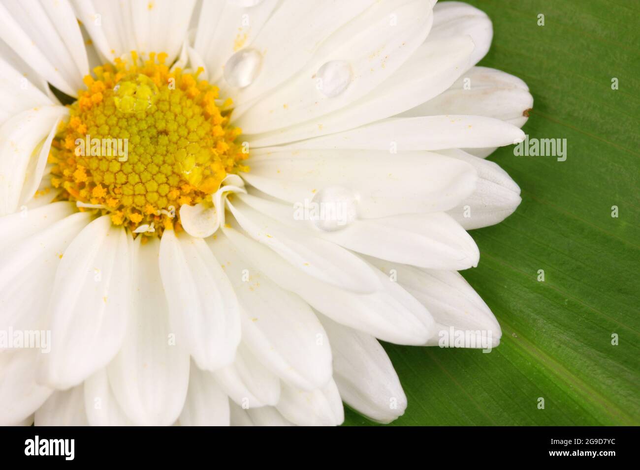 daisy with dew drops on green leaf Stock Photo - Alamy