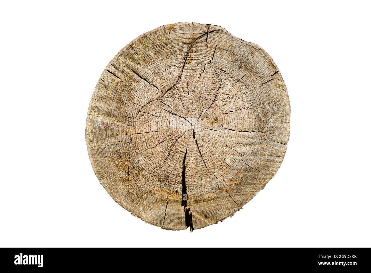 round cut tree isolated on white background. birch trunk with cracks ...