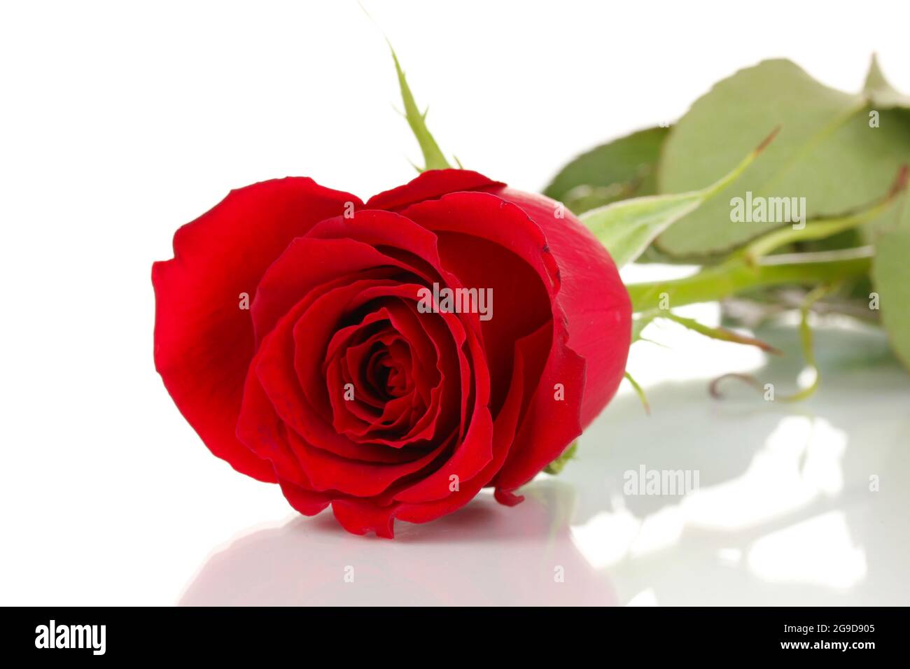 Red rose isolated on white Stock Photo - Alamy