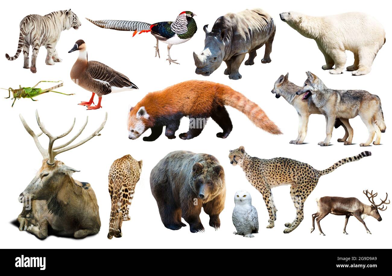 asia animals isolated Stock Photo - Alamy