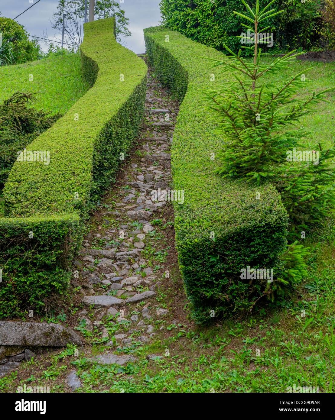 hedges that delimit the path Stock Photo - Alamy