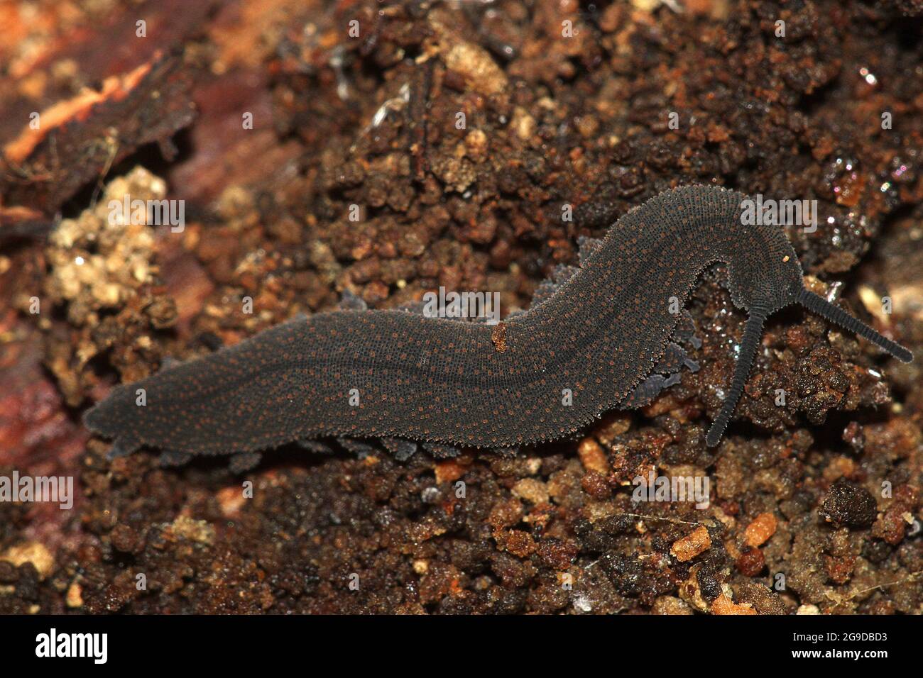 New Zealand velvet worm (Peripatus) on log Stock Photo - Alamy