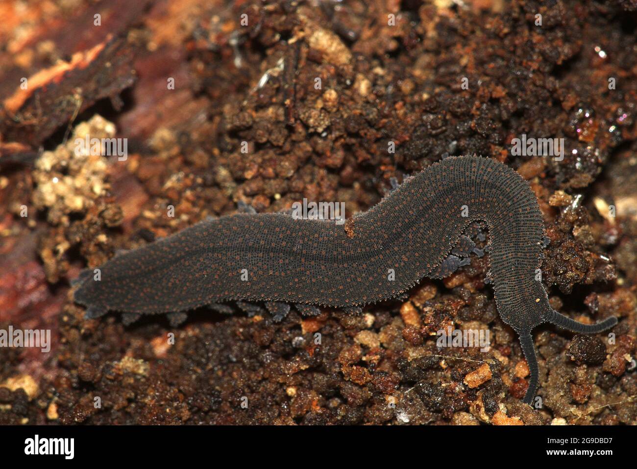 New Zealand velvet worm (Peripatus) on log Stock Photo - Alamy