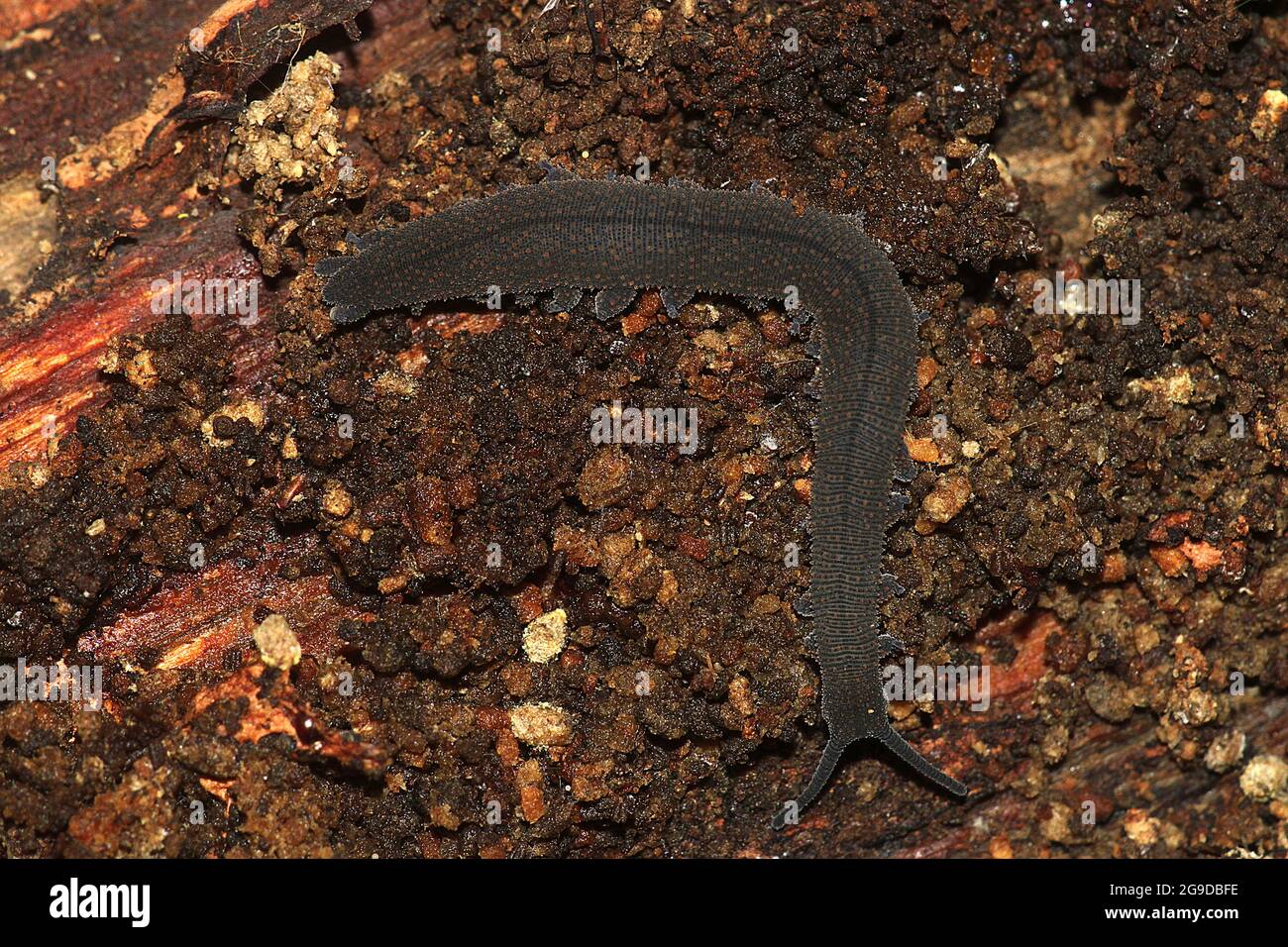 New Zealand velvet worm (Peripatus) on log Stock Photo - Alamy