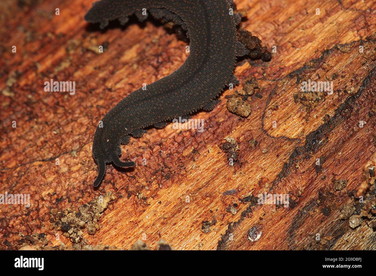New Zealand velvet worm (Peripatus) on log Stock Photo - Alamy