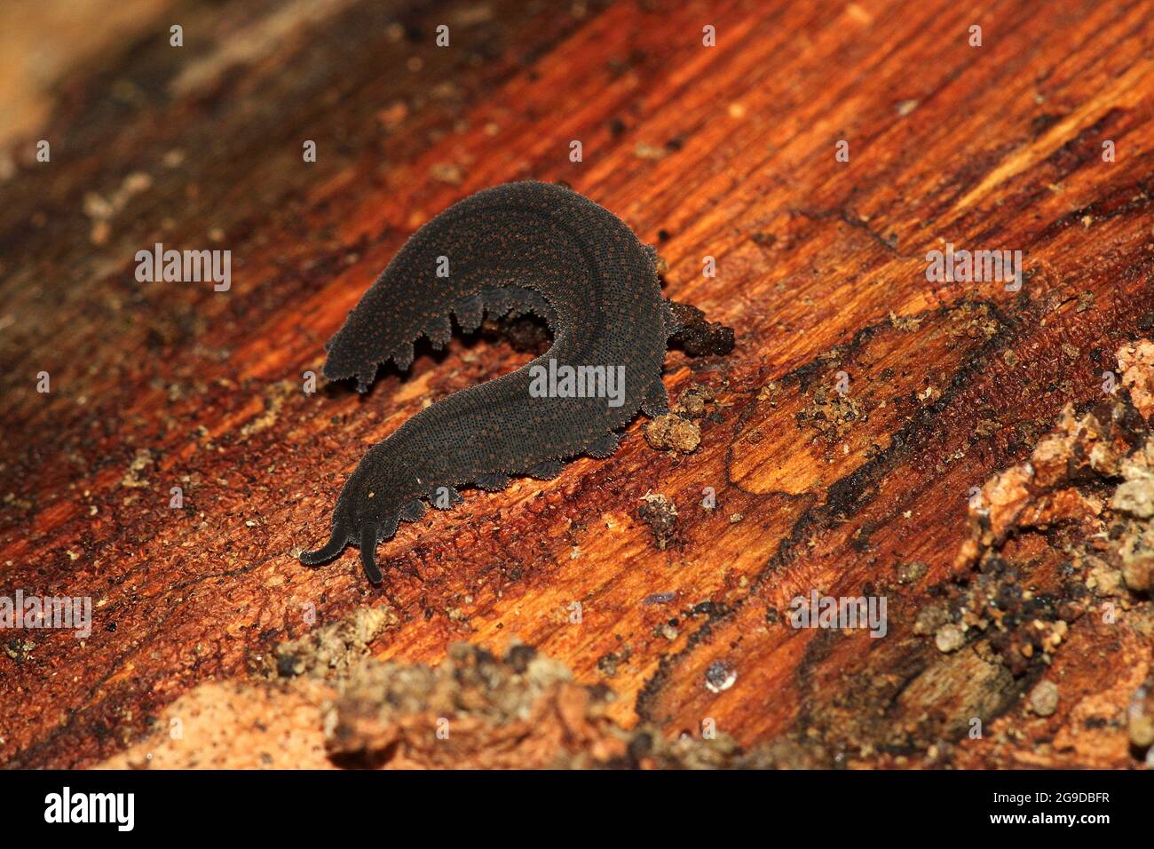 New Zealand velvet worm (Peripatus) on log Stock Photo - Alamy