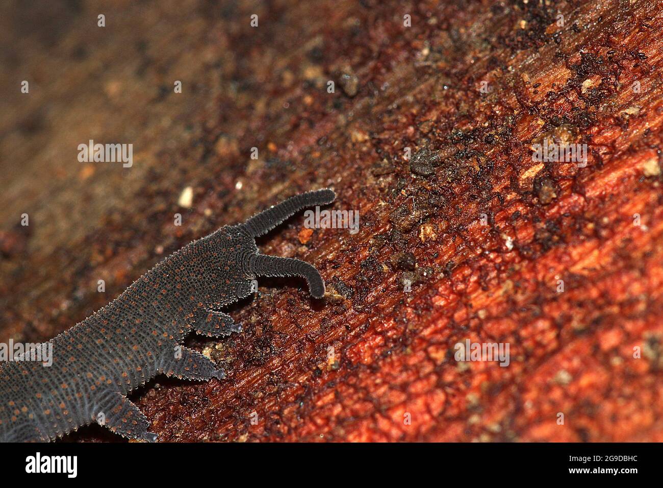 New Zealand velvet worm (Peripatus) on log Stock Photo - Alamy