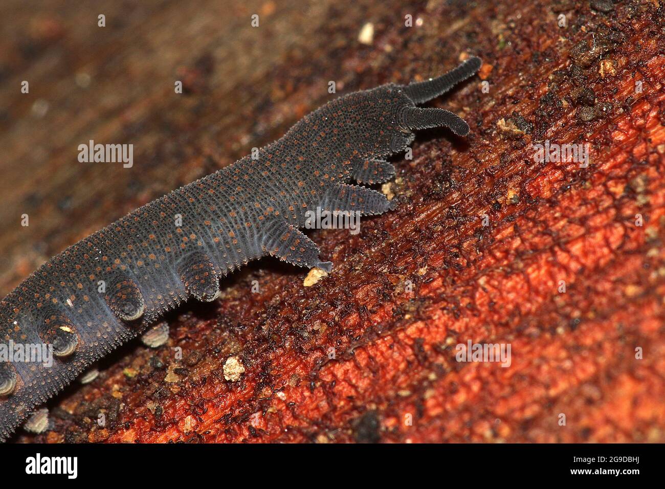 New Zealand velvet worm (Peripatus) on log Stock Photo - Alamy