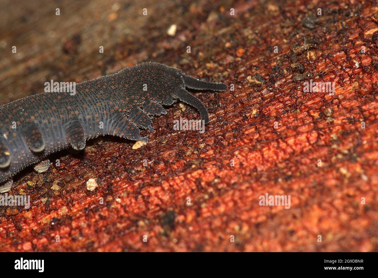 New Zealand velvet worm (Peripatus) on log Stock Photo - Alamy