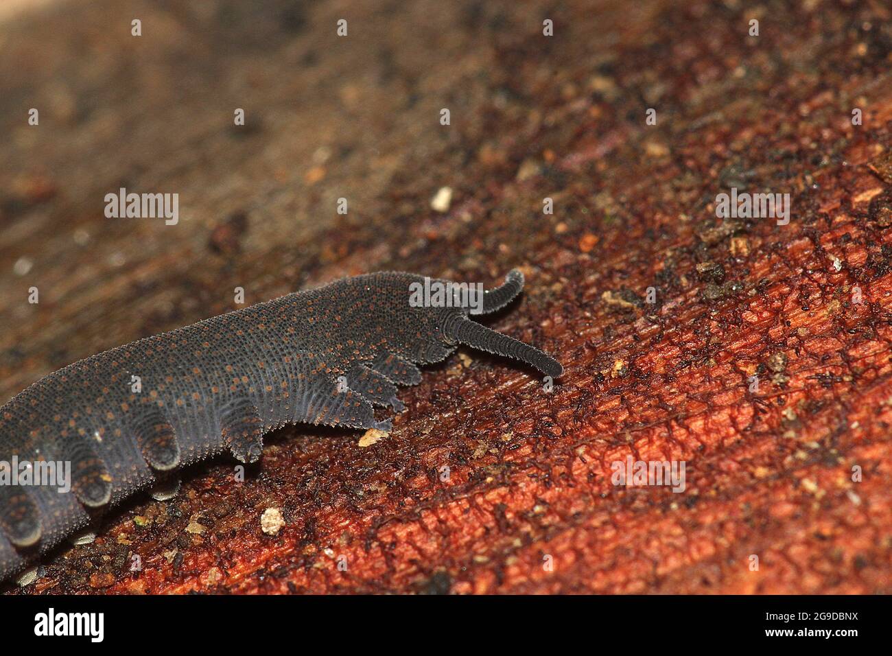 New Zealand velvet worm (Peripatus) on log Stock Photo - Alamy