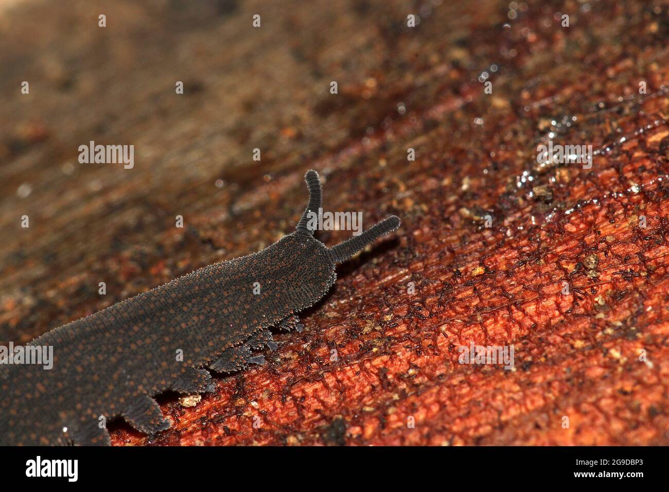 New Zealand velvet worm (Peripatus) on log Stock Photo - Alamy