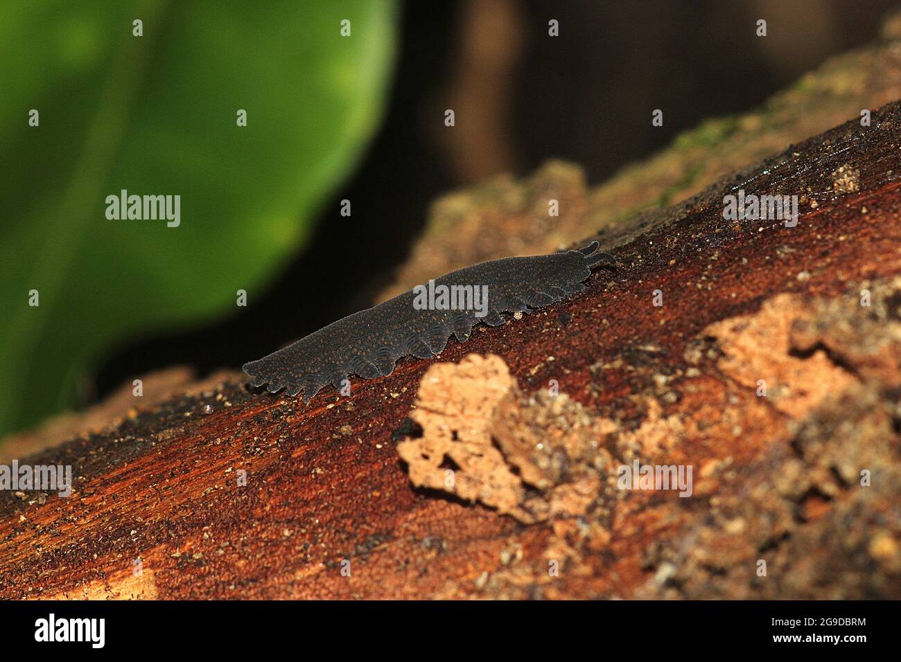 New Zealand velvet worm (Peripatus) on log Stock Photo - Alamy