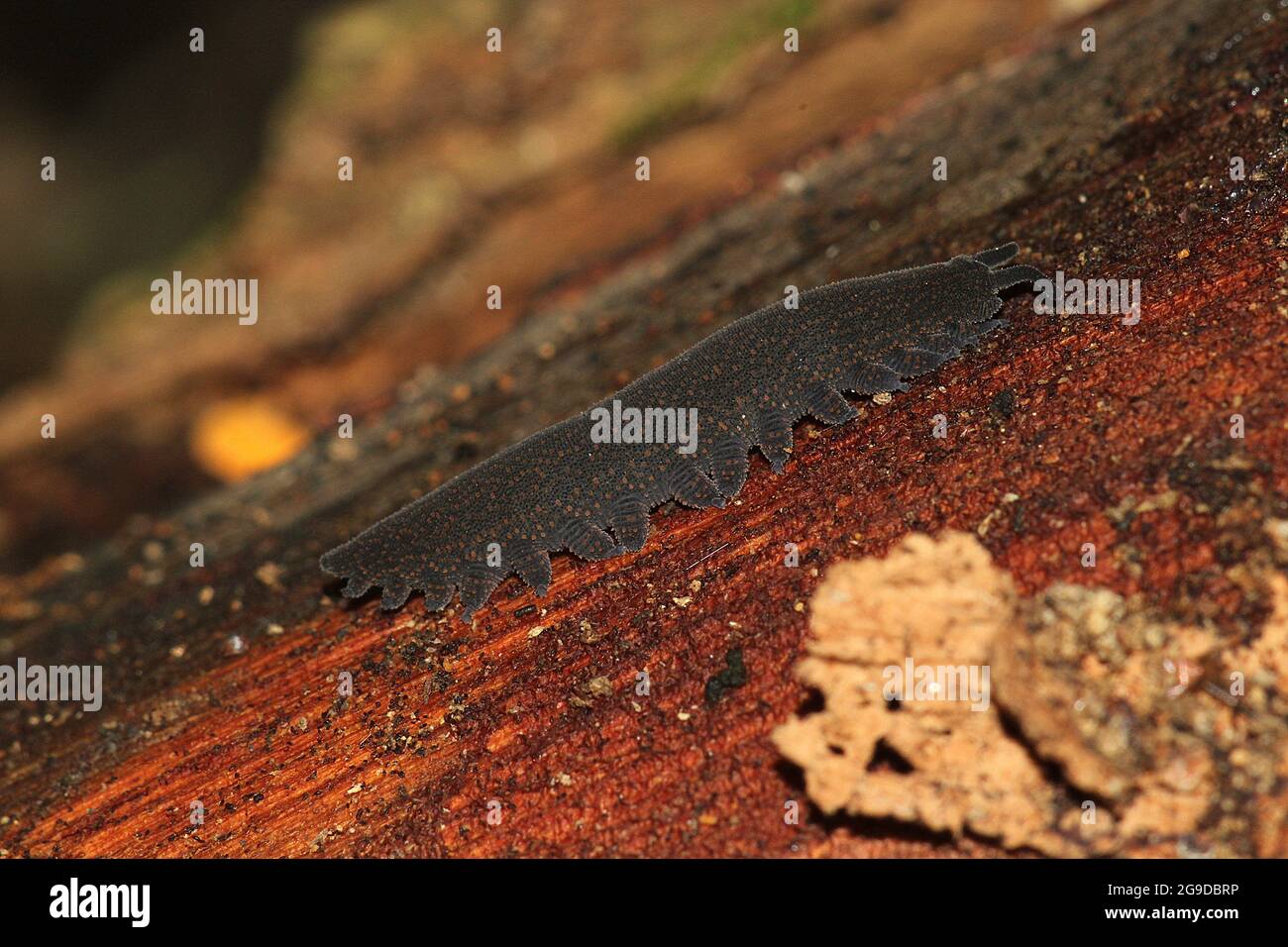 New Zealand velvet worm (Peripatus) on log Stock Photo - Alamy