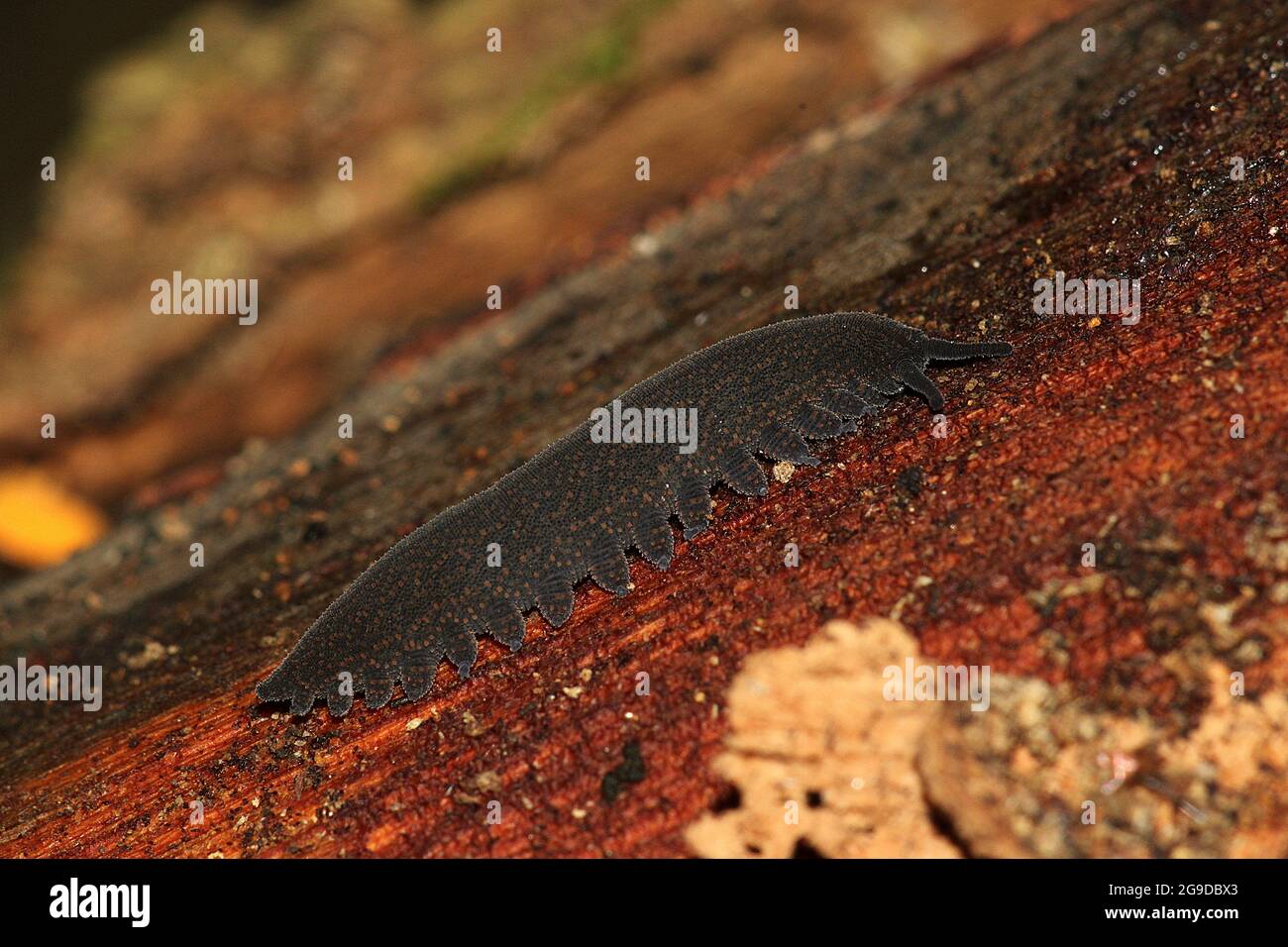 New Zealand velvet worm (Peripatus) on log Stock Photo - Alamy