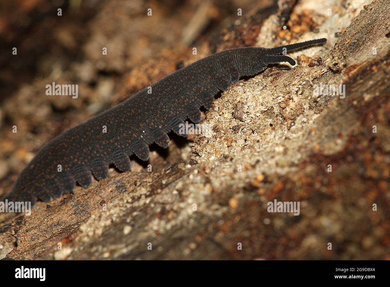 Velvet worm hi-res stock photography and images - Alamy