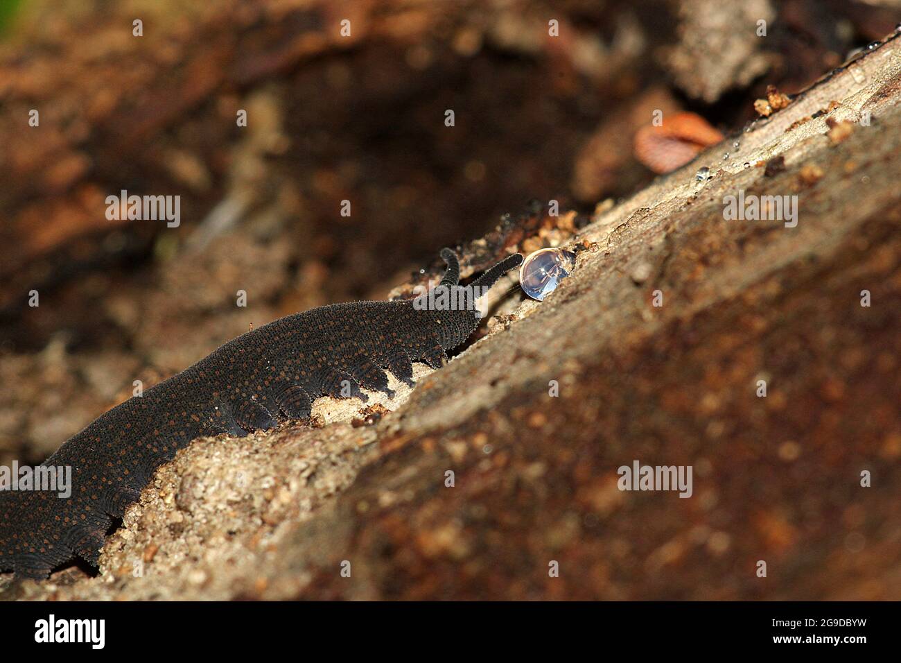 New Zealand velvet worm (Peripatus) on log Stock Photo - Alamy