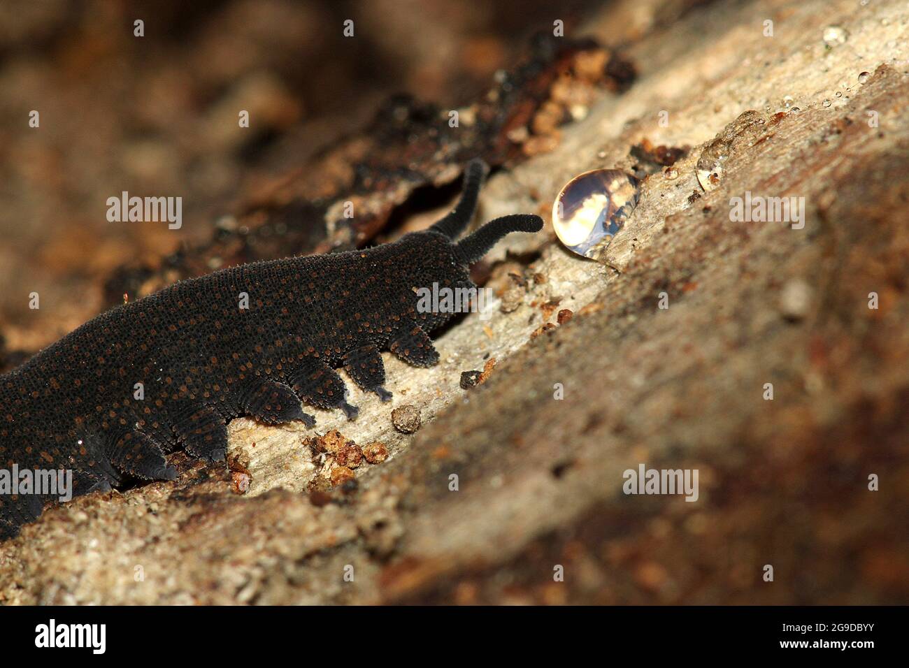New Zealand velvet worm (Peripatus) on log Stock Photo - Alamy