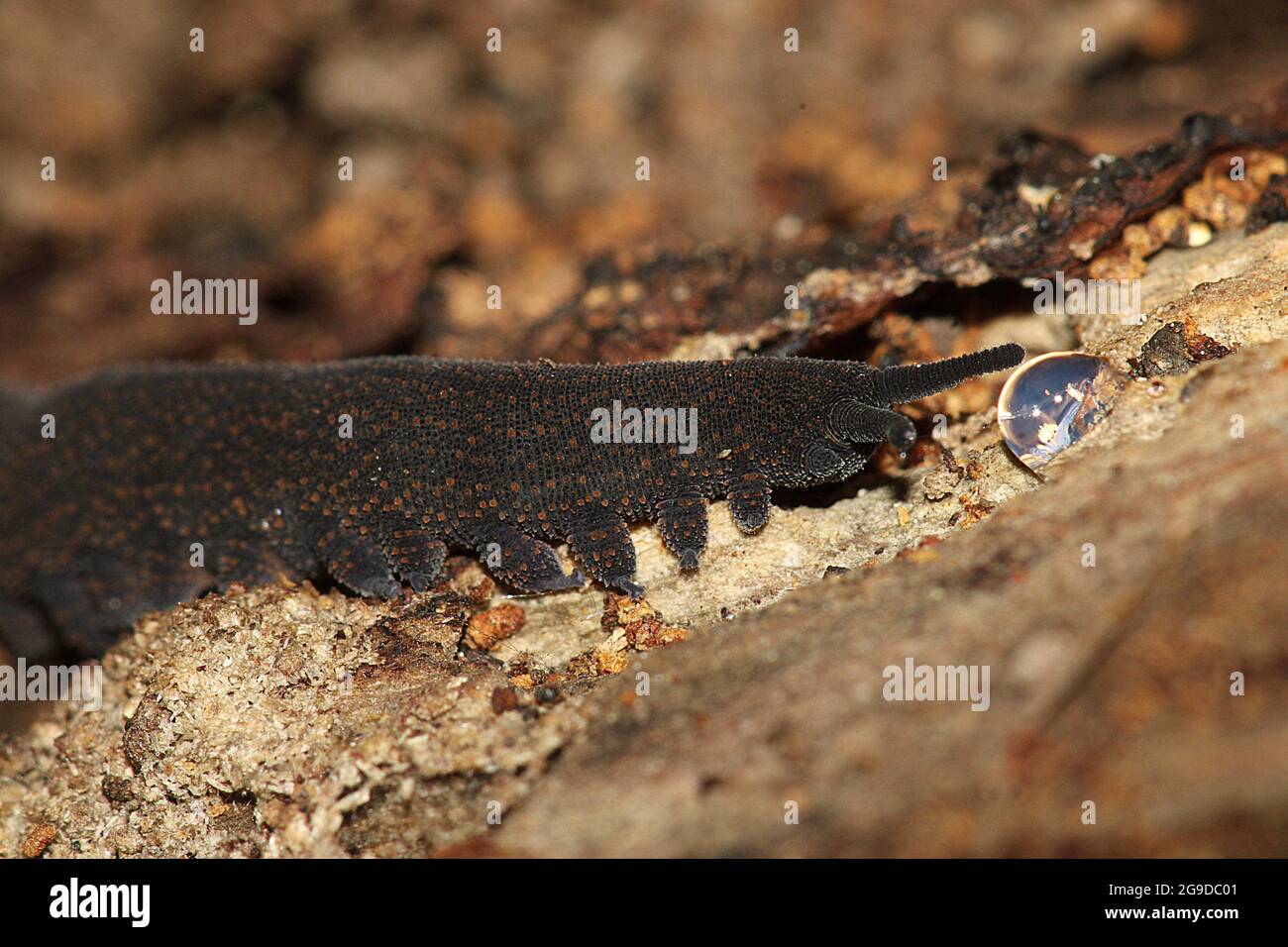 Velvet worm fossil hi-res stock photography and images - Alamy
