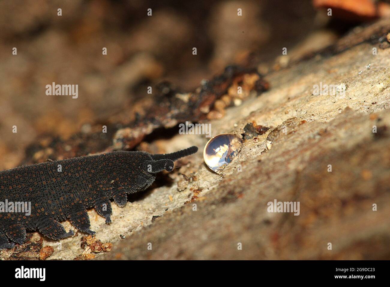 New Zealand velvet worm (Peripatus) on log Stock Photo - Alamy