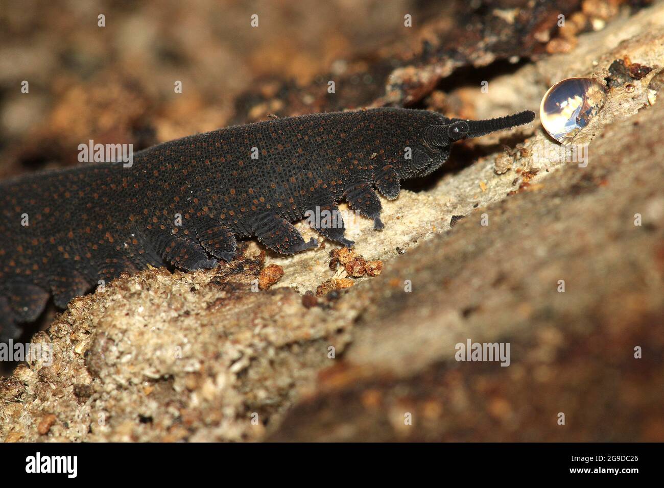 New Zealand velvet worm (Peripatus) on log Stock Photo - Alamy
