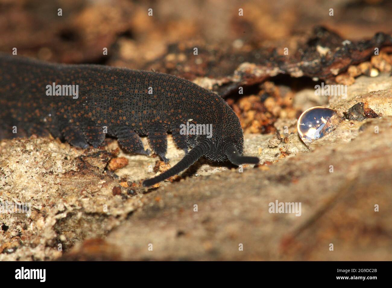 New Zealand velvet worm (Peripatus) on log Stock Photo - Alamy